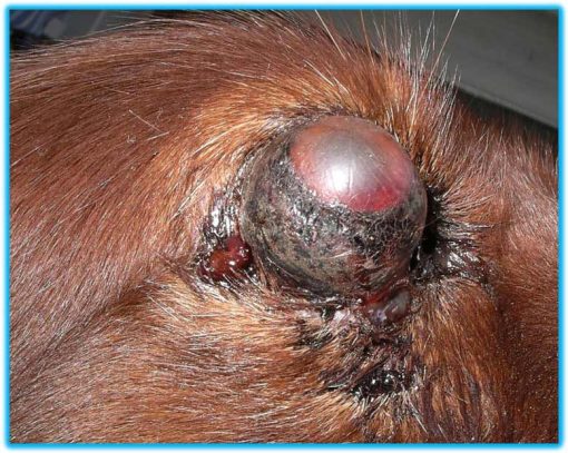 Proptose Ocular - CLOVE